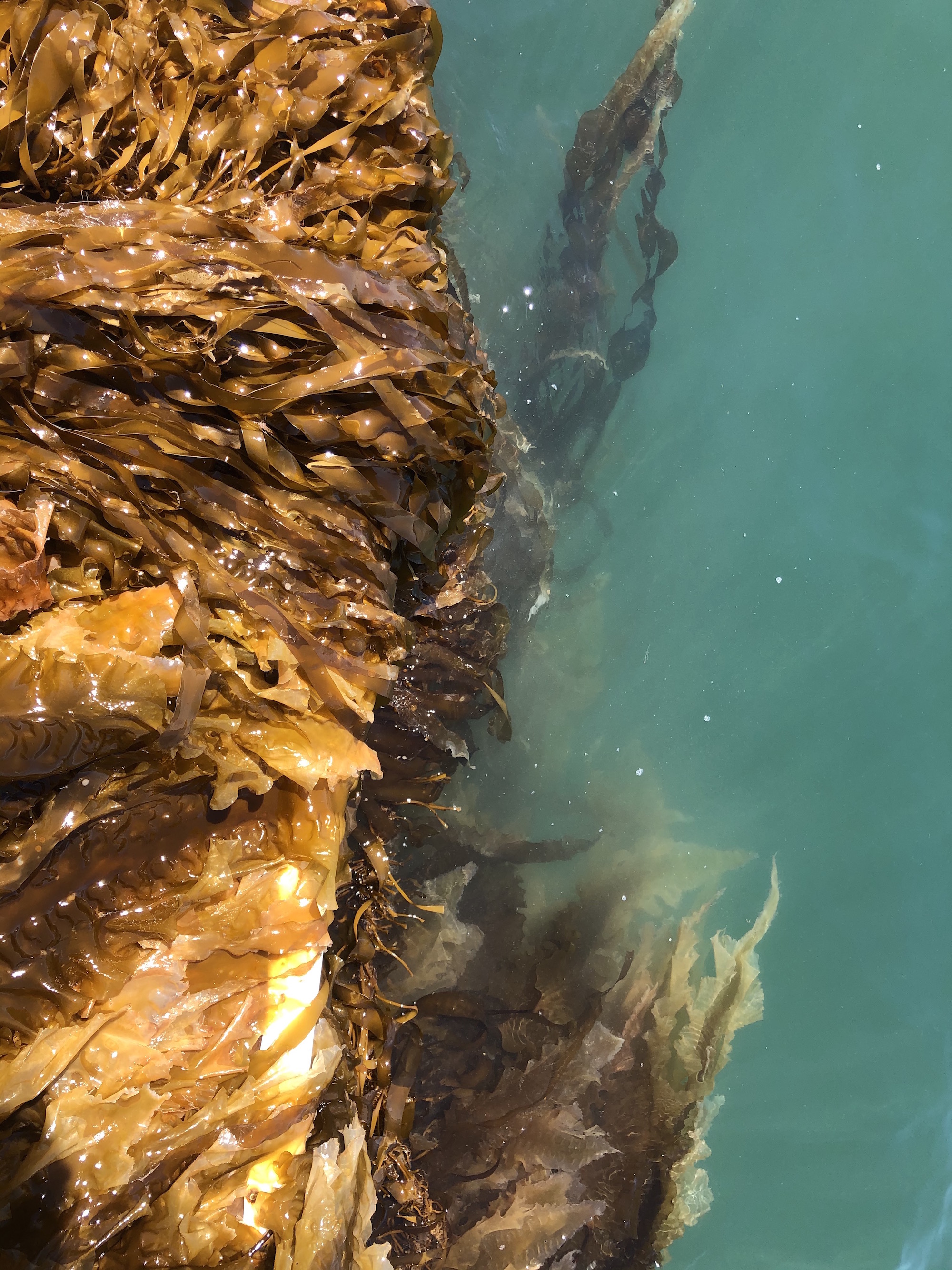 A Kelp Harvest in Harpswell Sound | Bowdoin College