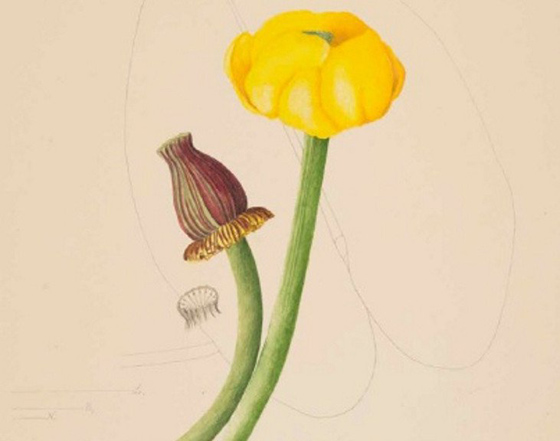 Botanist Kate Furbish ‘Gets Her Due’ with Book of Flora Paintings ...