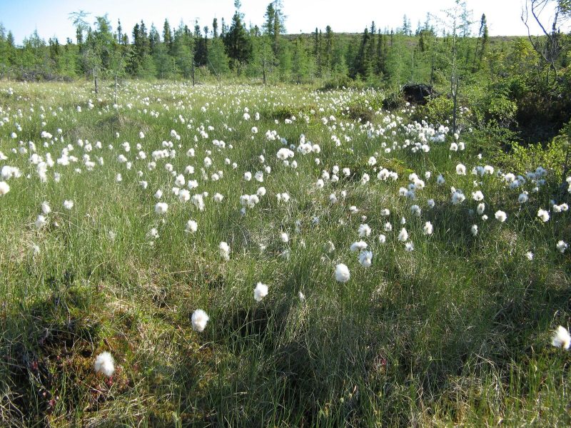 Peat Bogs That May Contain Important Climate Change Indicators ...
