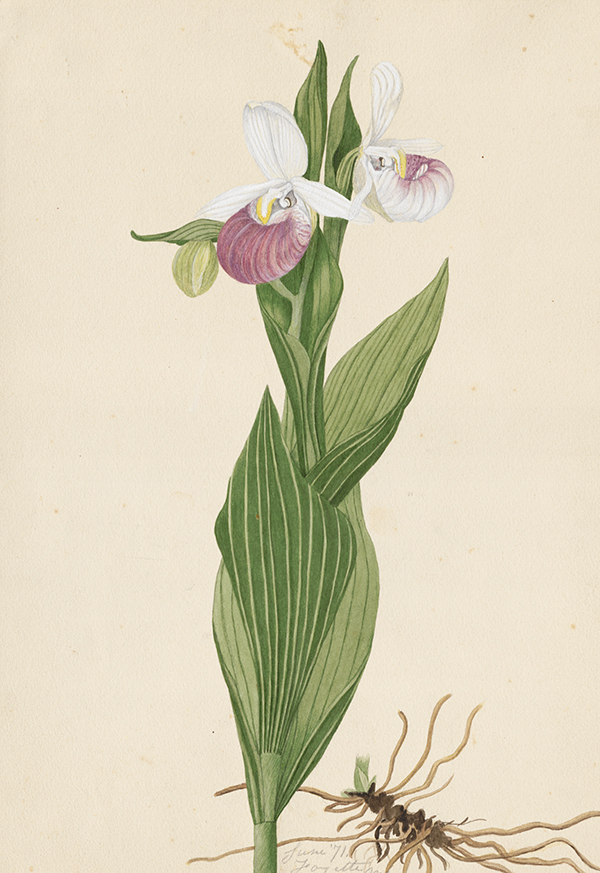 Focus on Kate Furbish Archives | Bowdoin College