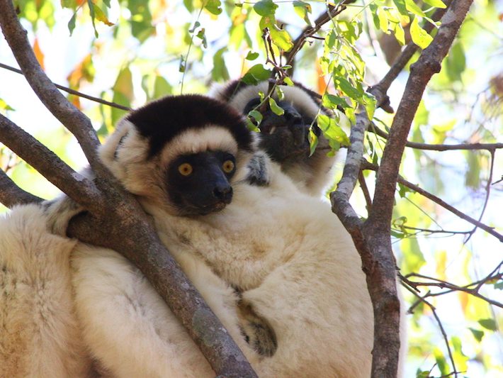Lemur Life: David Anderson ’19 Researches a Madagascar Primate ...