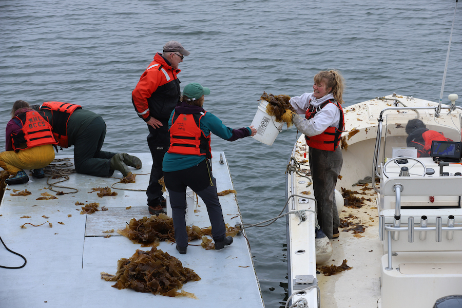 For Her Long-term EOS Project, Greta Bolinger ’23 Becomes Both Kelp ...